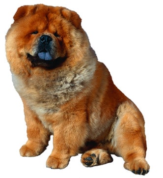 Good and Bad Aspects of the Chow Chow Temperament