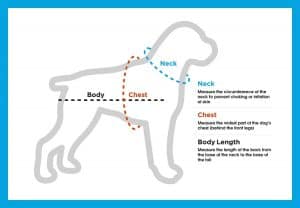 What Are Dog Withers And Why Do You Need To Measure Them?